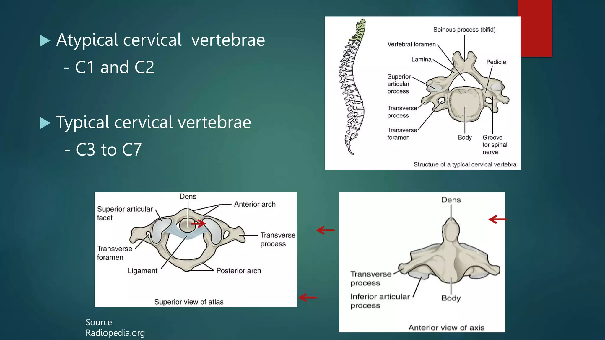 Spine injury -halim.pptx