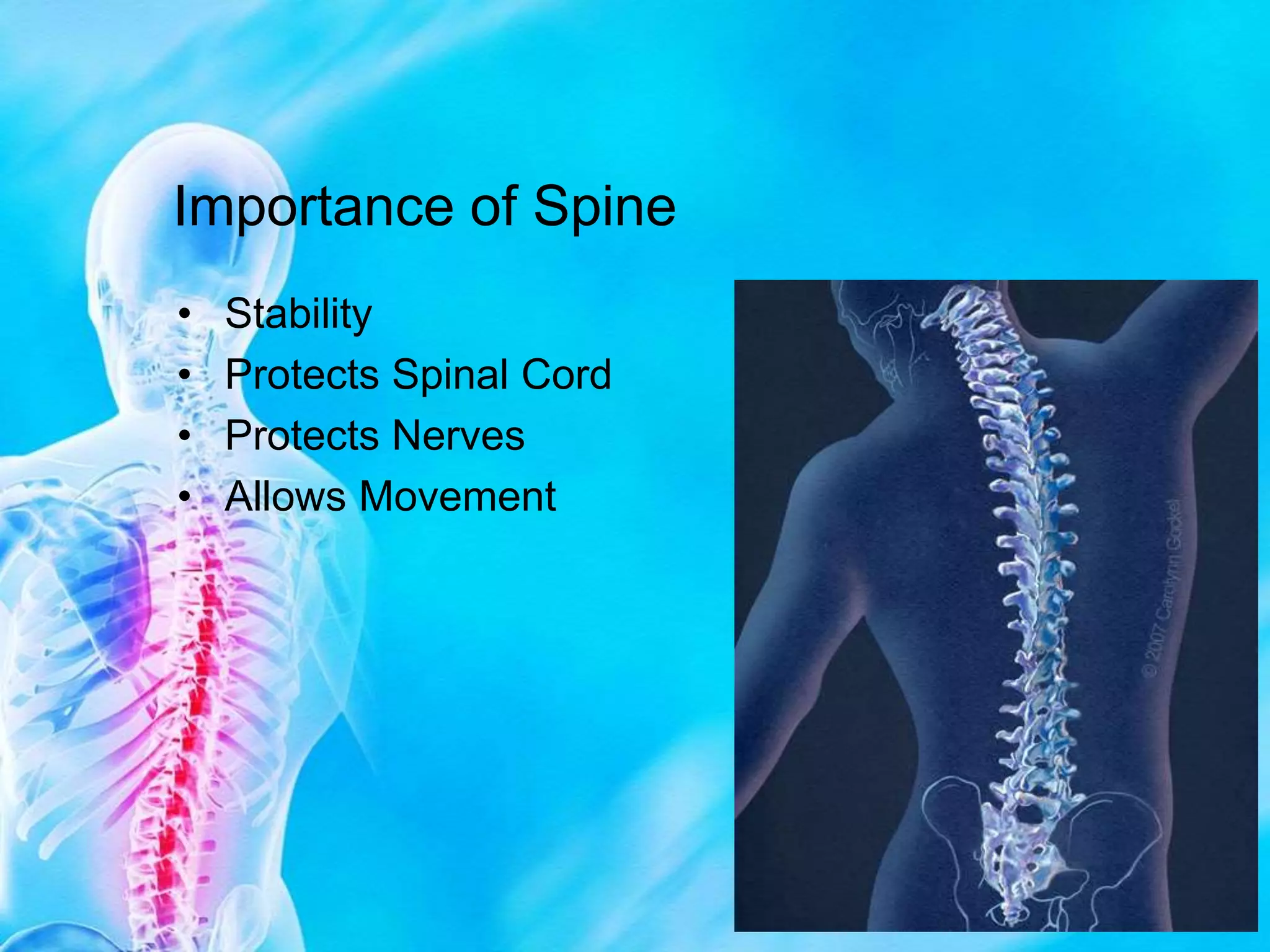 Spine Powerpoint.ppt