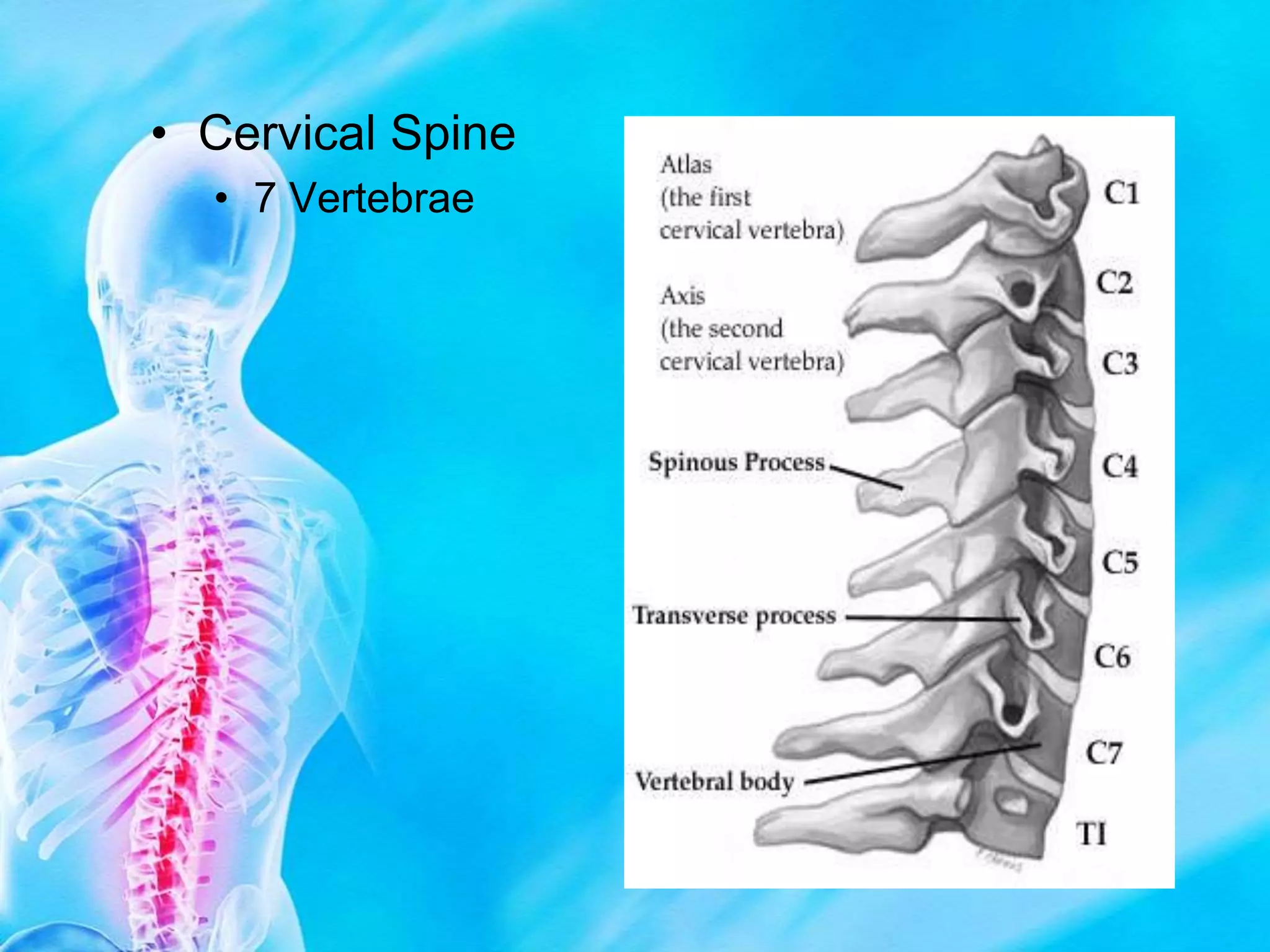 Spine Powerpoint.ppt