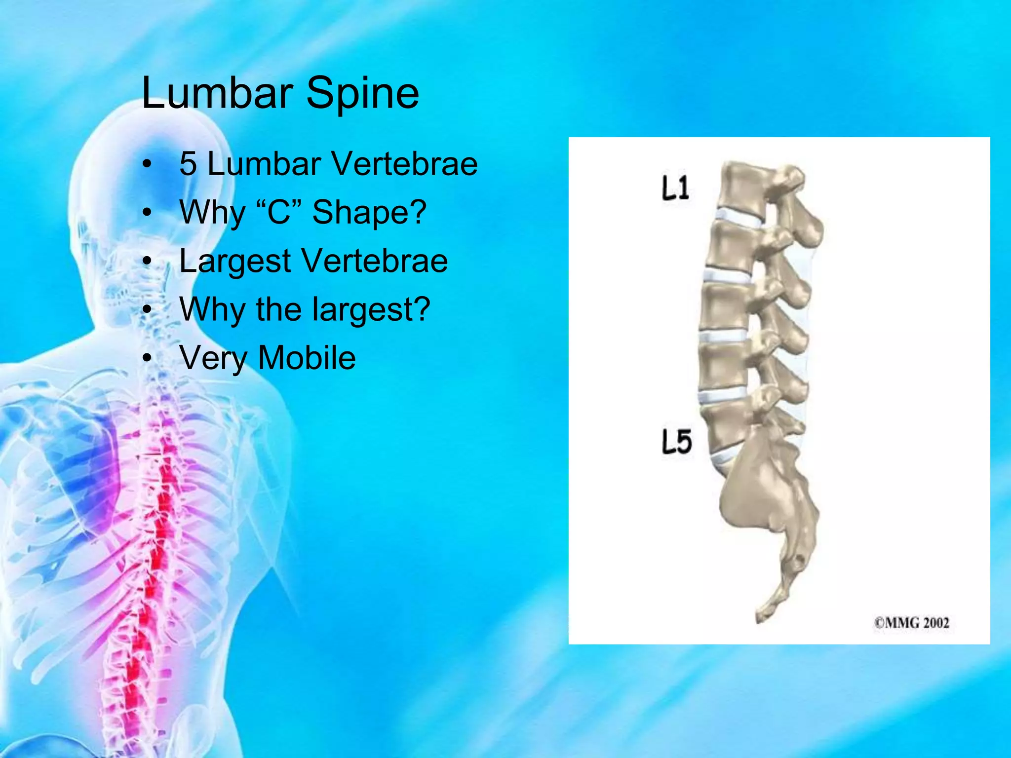 Spine Powerpoint.ppt