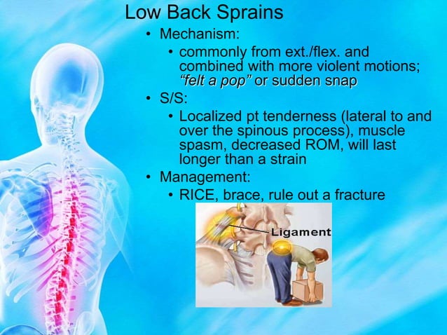 Spine Powerpoint.ppt