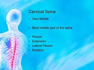 Spine Powerpoint.ppt
