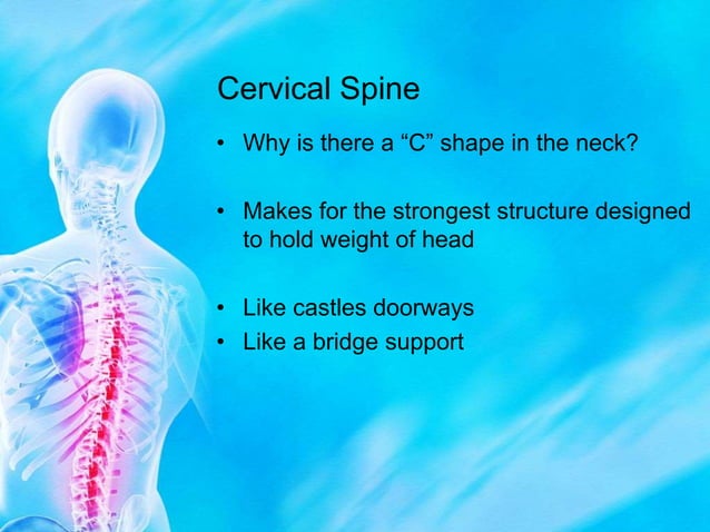 Spine Powerpoint.ppt