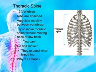 Spine Powerpoint.ppt