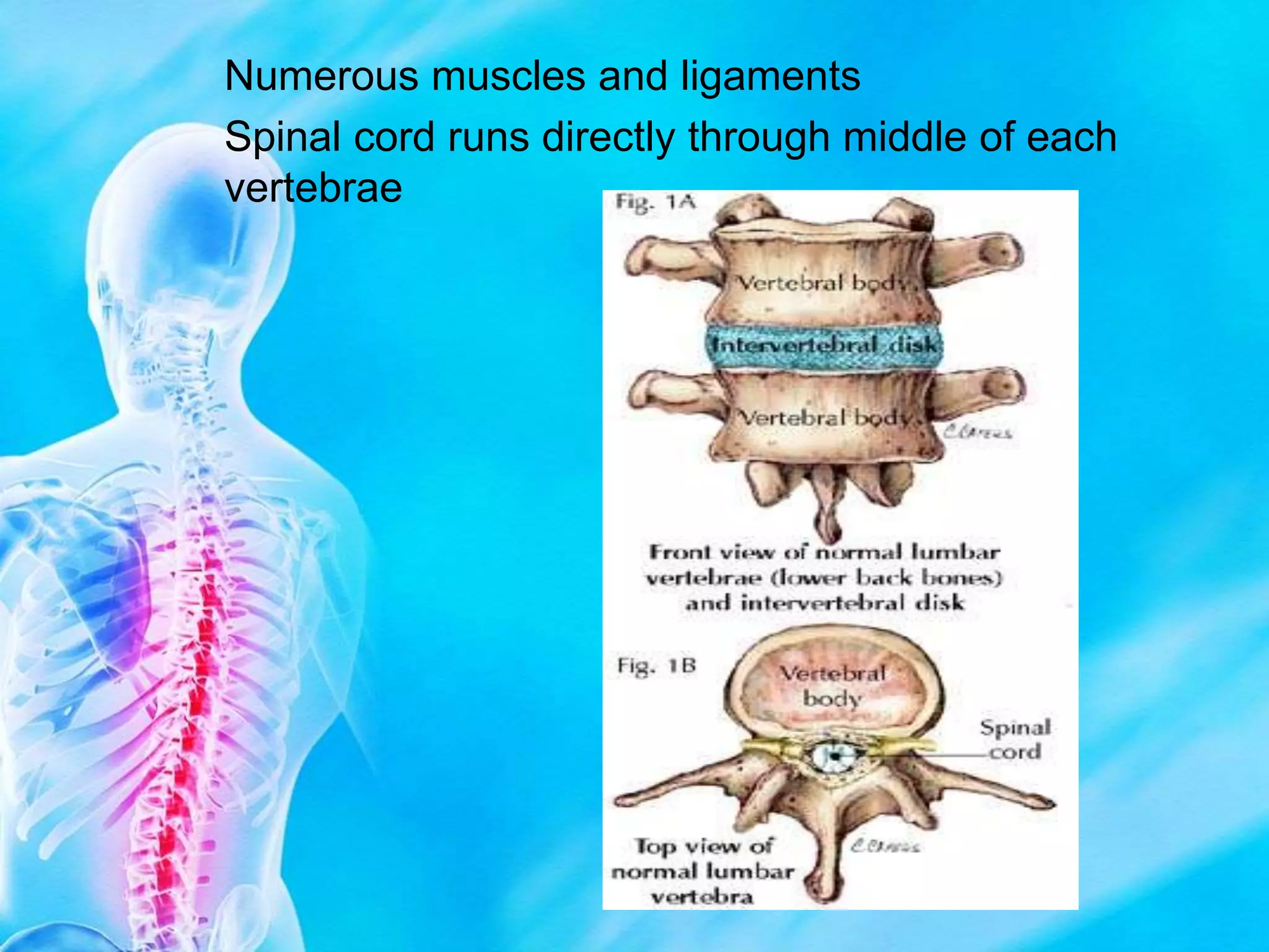 Spine Powerpoint.ppt