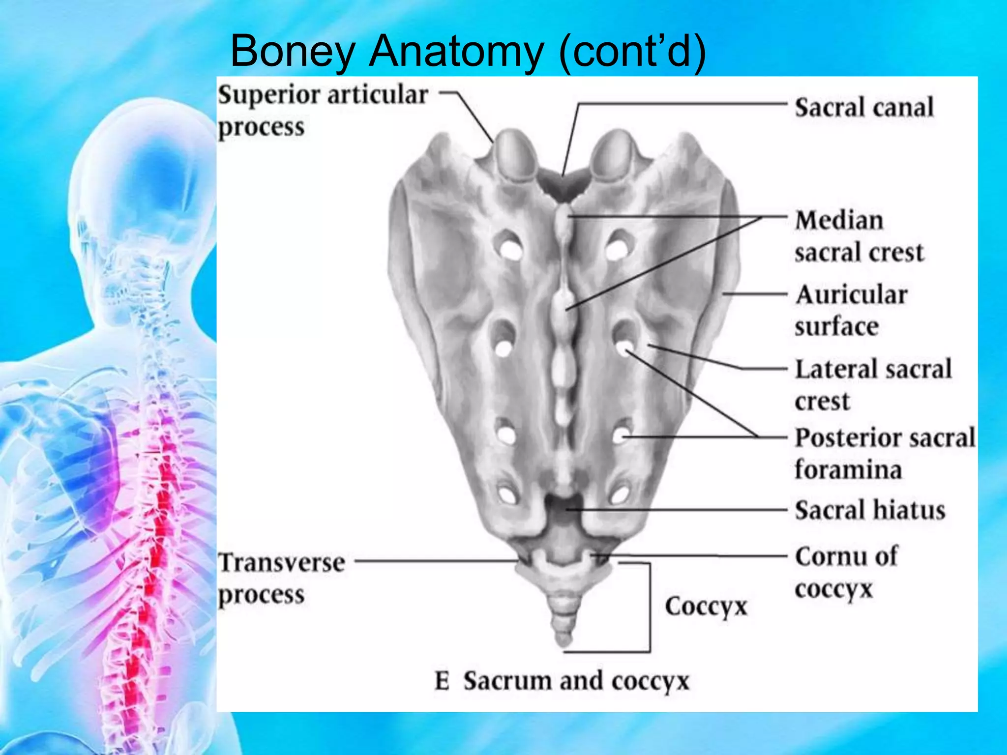 Spine Powerpoint.ppt