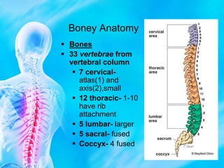 Spine Powerpoint.ppt