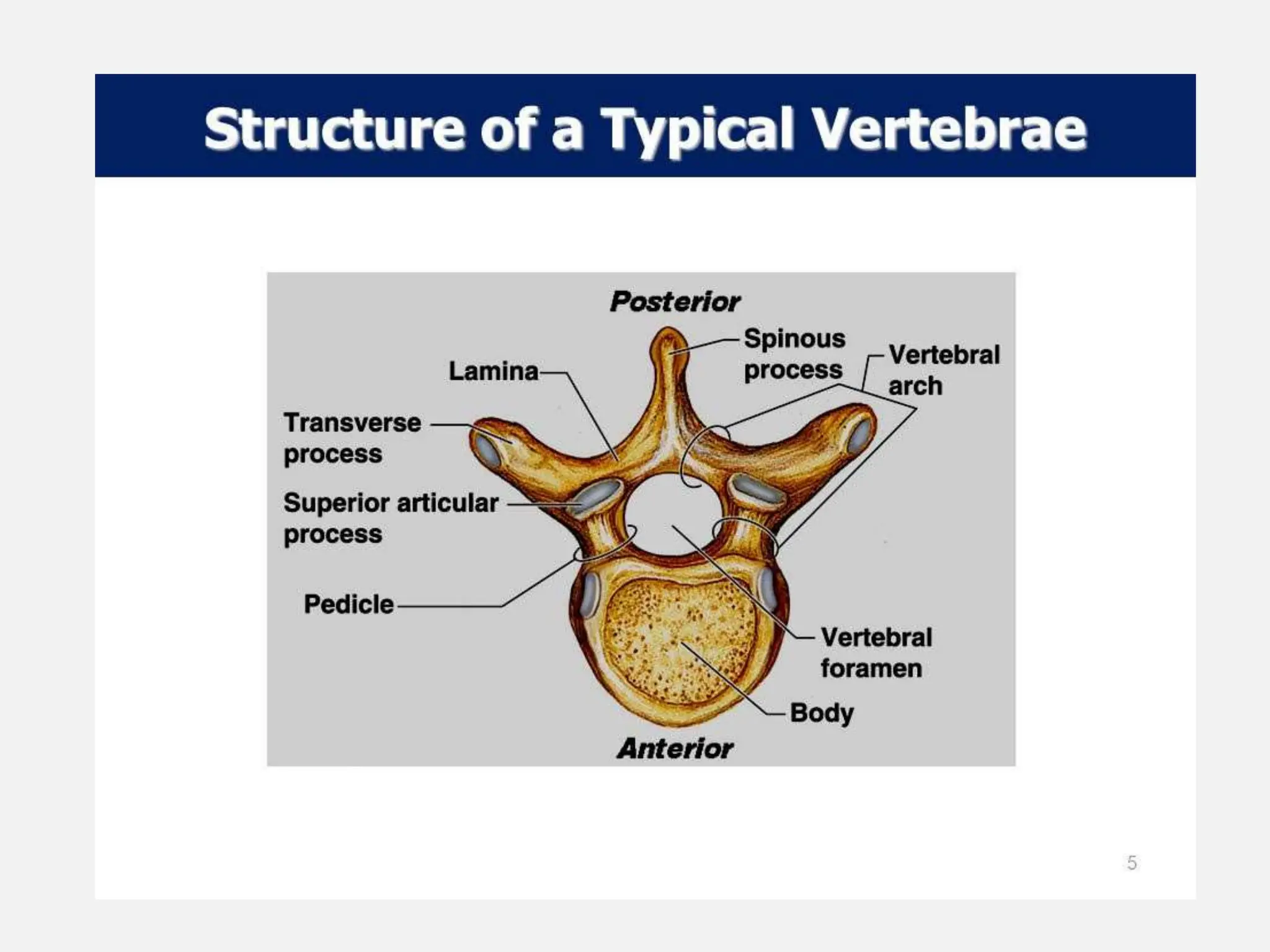 Cervical Thoracic Lumbar Sacral Spine Radiography Ppt