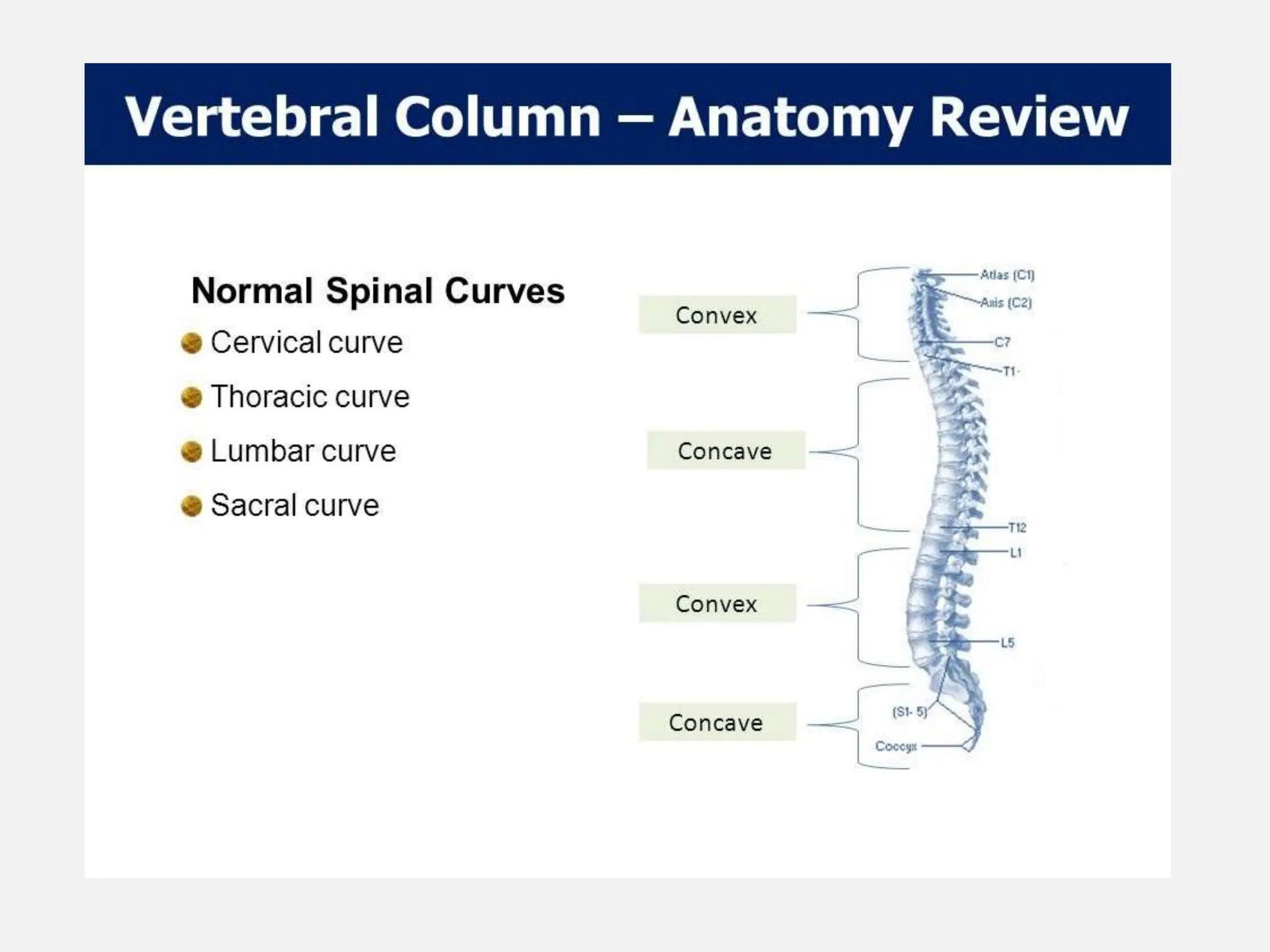 Cervical Thoracic Lumbar Sacral Spine Radiography Ppt