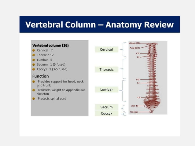 cervical thoracic lumbar sacral Spine Radiography | PPT