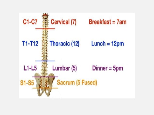 cervical thoracic lumbar sacral Spine Radiography | PPT