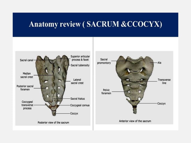 cervical thoracic lumbar sacral Spine Radiography | PPT