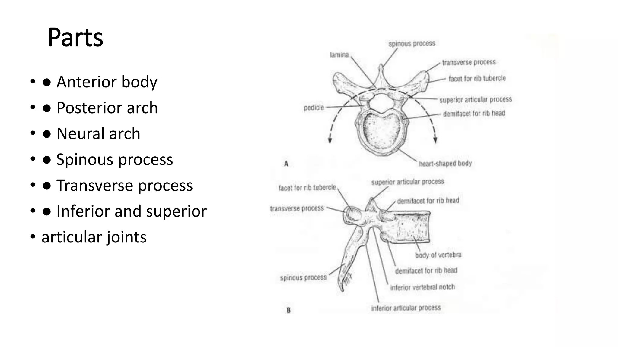 Surgical approaches to spine | PPTX