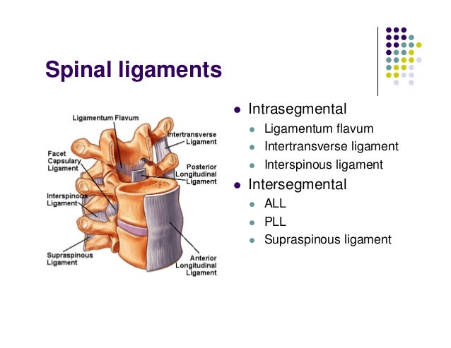 Truepositive Ligamentum Flavum And Interspinous Ligament