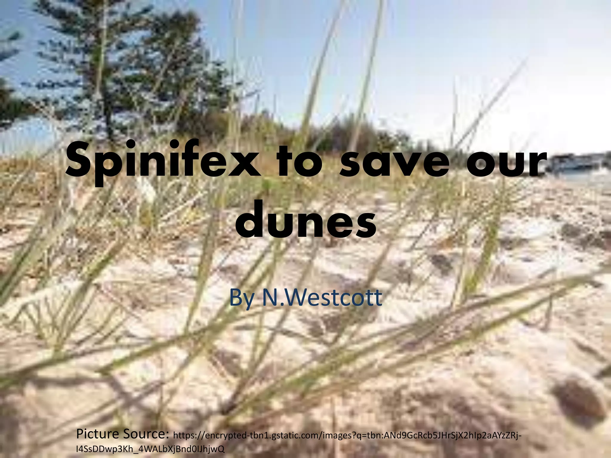 Spinifex to Save Our Dunes | PPTX