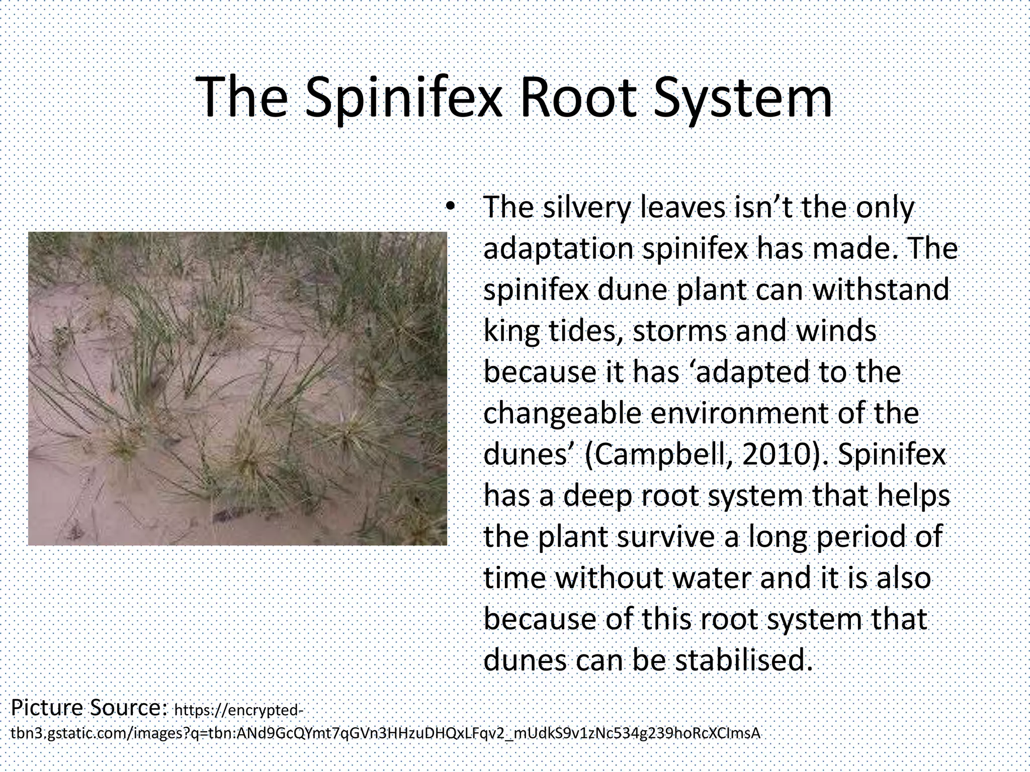 Spinifex to Save Our Dunes | PPTX