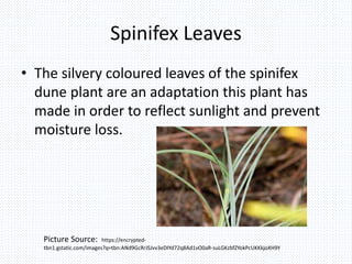 Spinifex to Save Our Dunes | PPTX