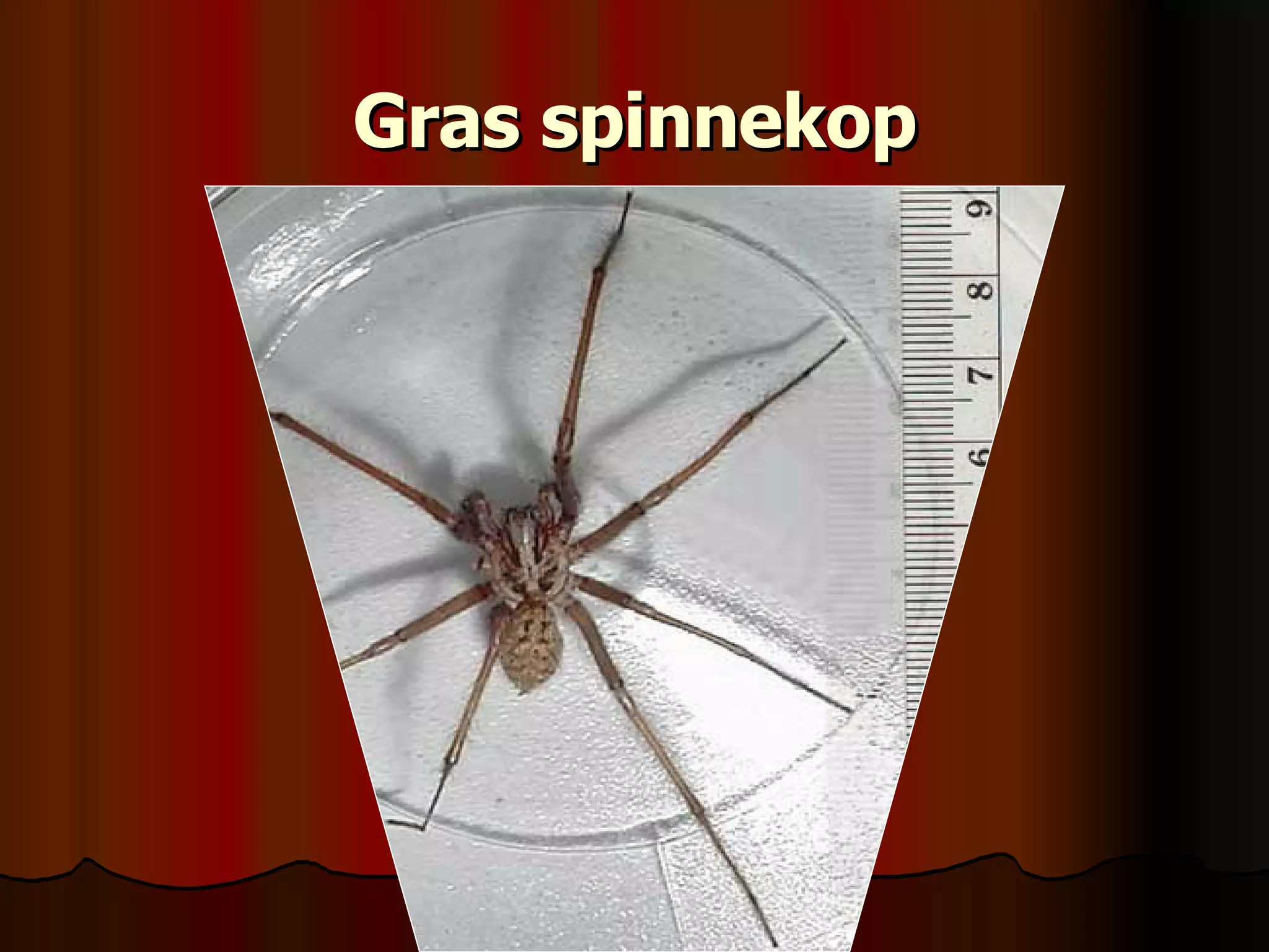 Spinnekoppe | PPT