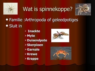 Spinnekoppe | PPT