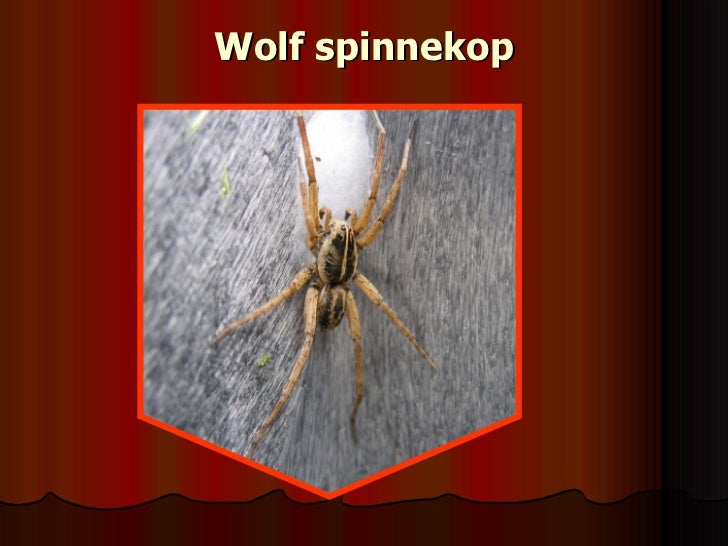 Spinnekoppe
