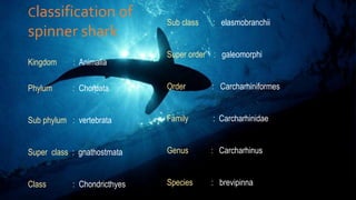 Spinner shark final | PPT