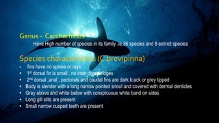 Spinner shark final | PPT