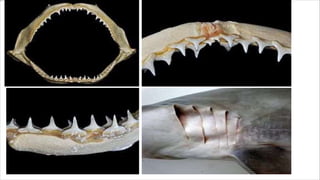 Spinner shark final | PPT