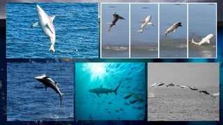 Spinner shark final | PPT