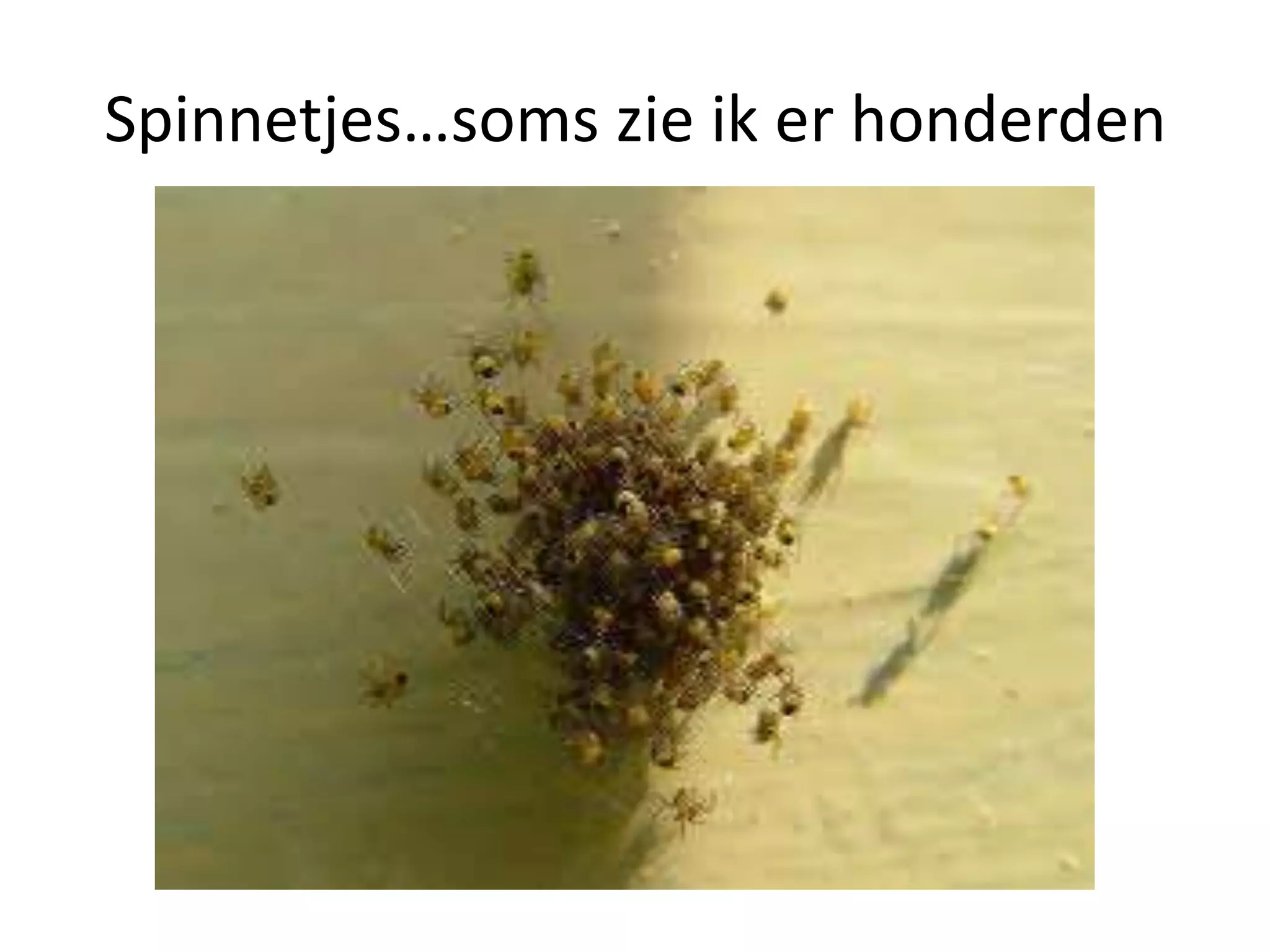 Spinnetje | PPTX