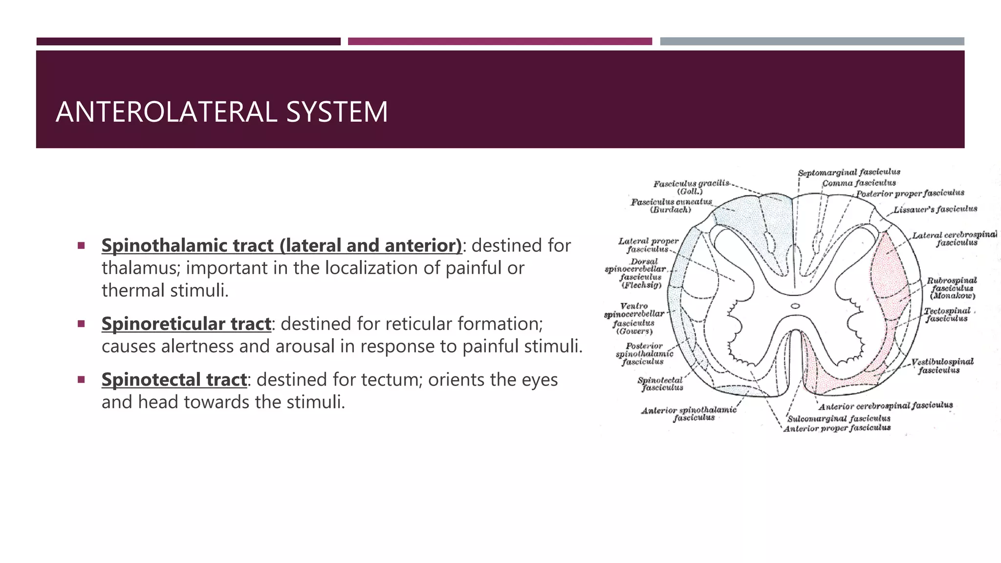 Spinothalamic tract | PPTX