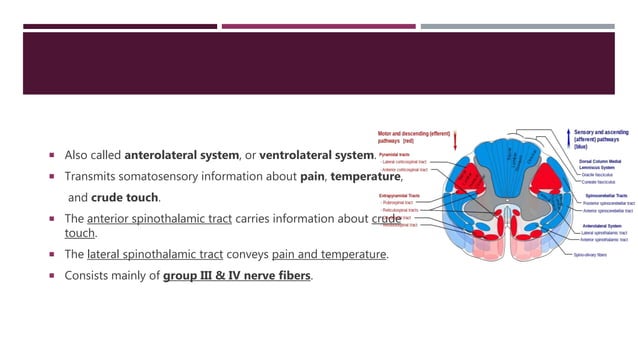 Spinothalamic tract | PPTX