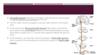 Spinothalamic Tract Decussation