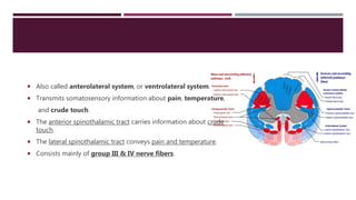 Spinothalamic Tract