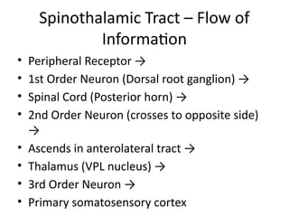 Spinothalamic_Tract_MBBS 1st year important.pptx