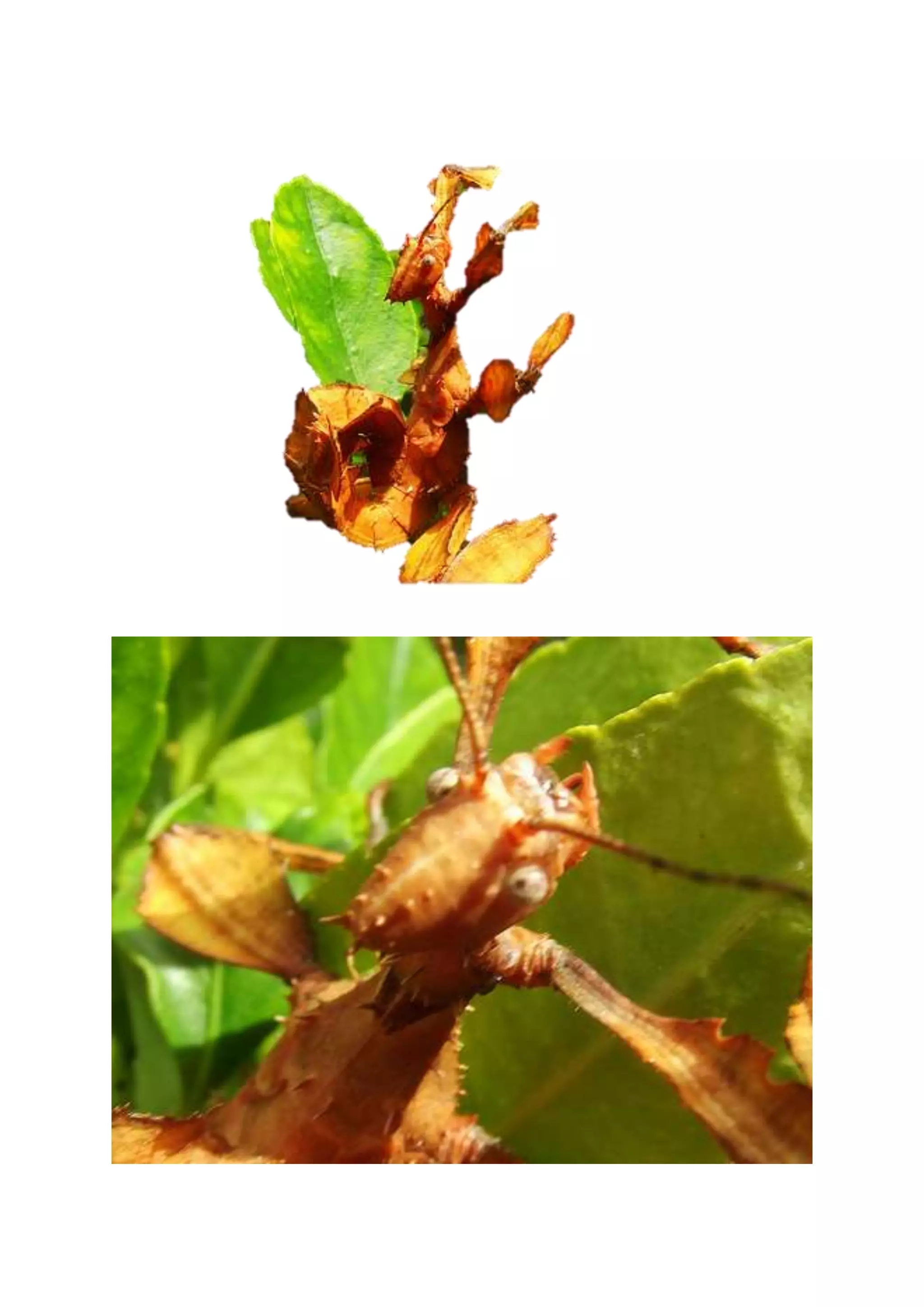 Spiny leaf insect | DOCX