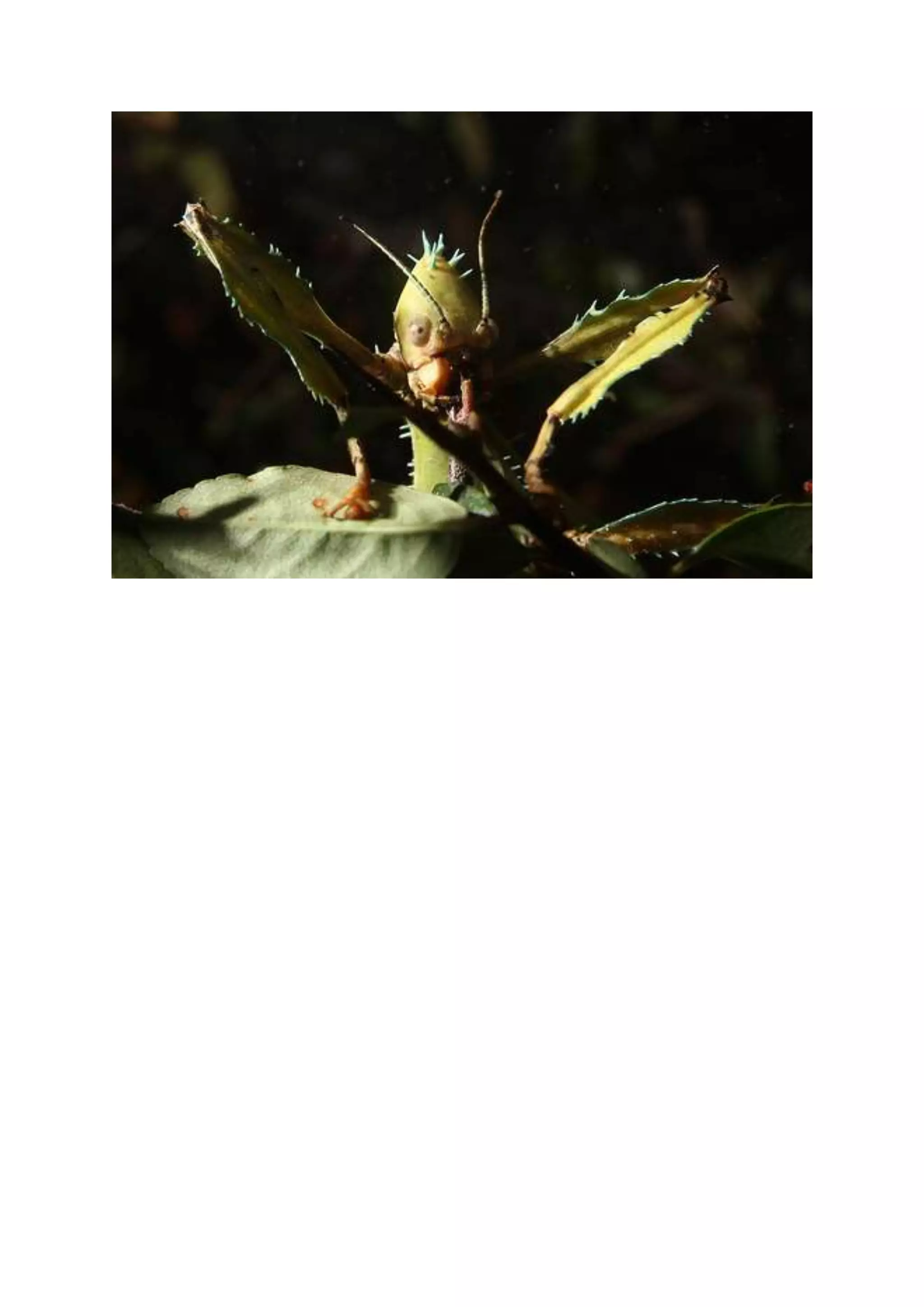 Spiny leaf insect | DOCX