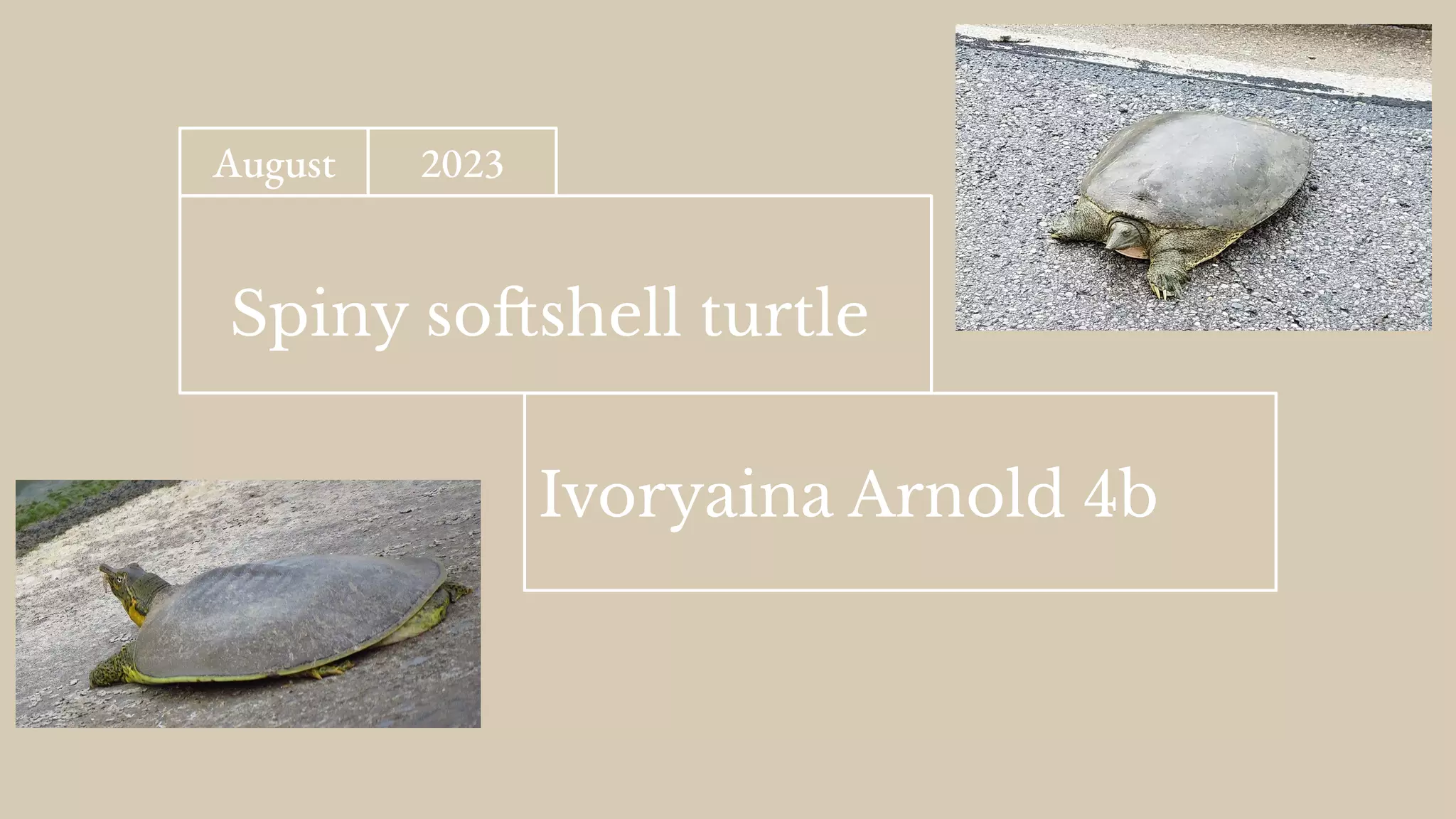 Spiny softshell turtle MArine project.pdf