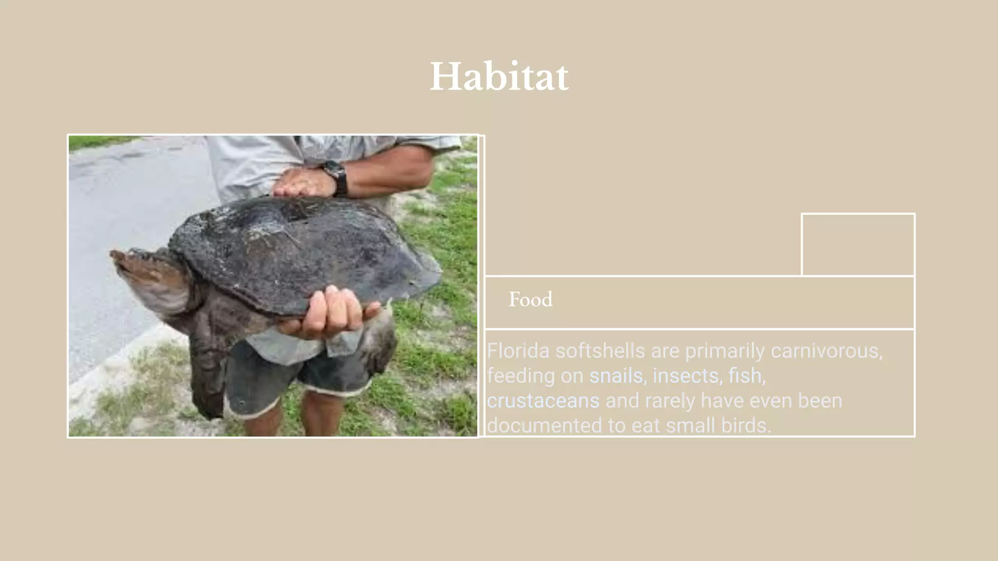 Spiny softshell turtle MArine project.pdf
