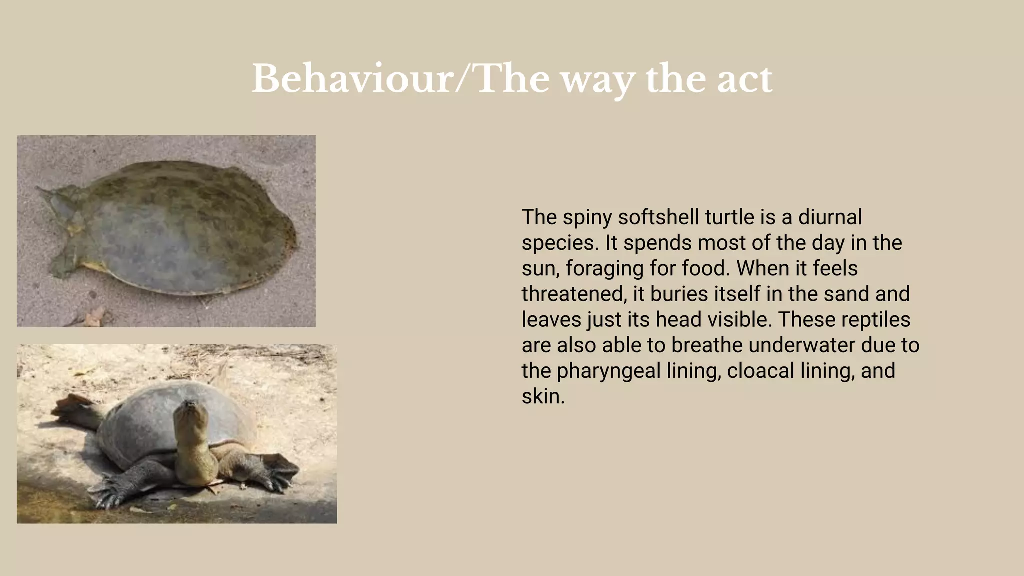 Spiny softshell turtle MArine project.pdf