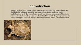 Spiny softshell turtle MArine project.pdf