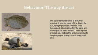 Spiny softshell turtle MArine project.pdf