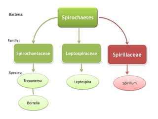 Spirillum Diagram