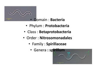 Spirilla And Spirochetes