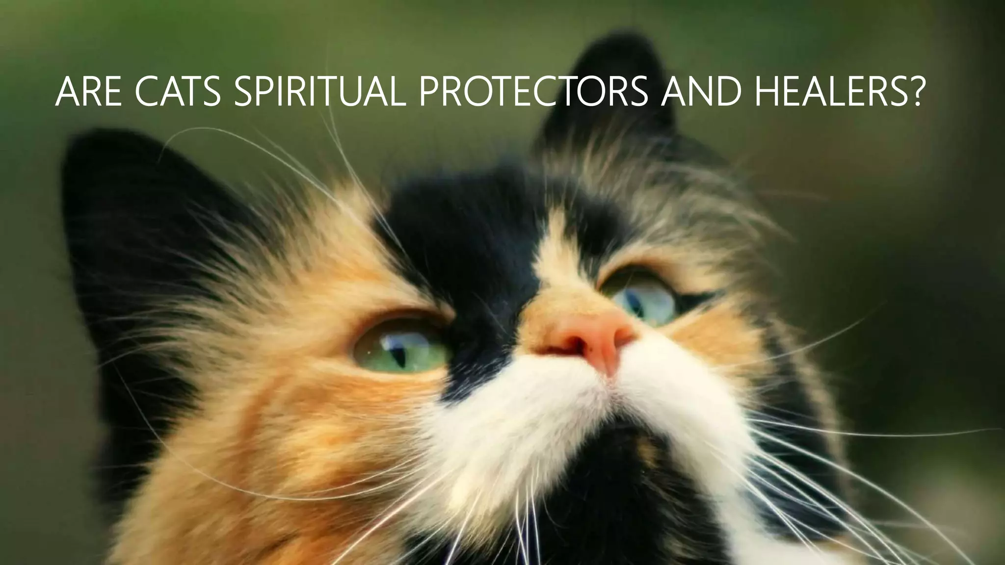 Spiritual cats | PPTX