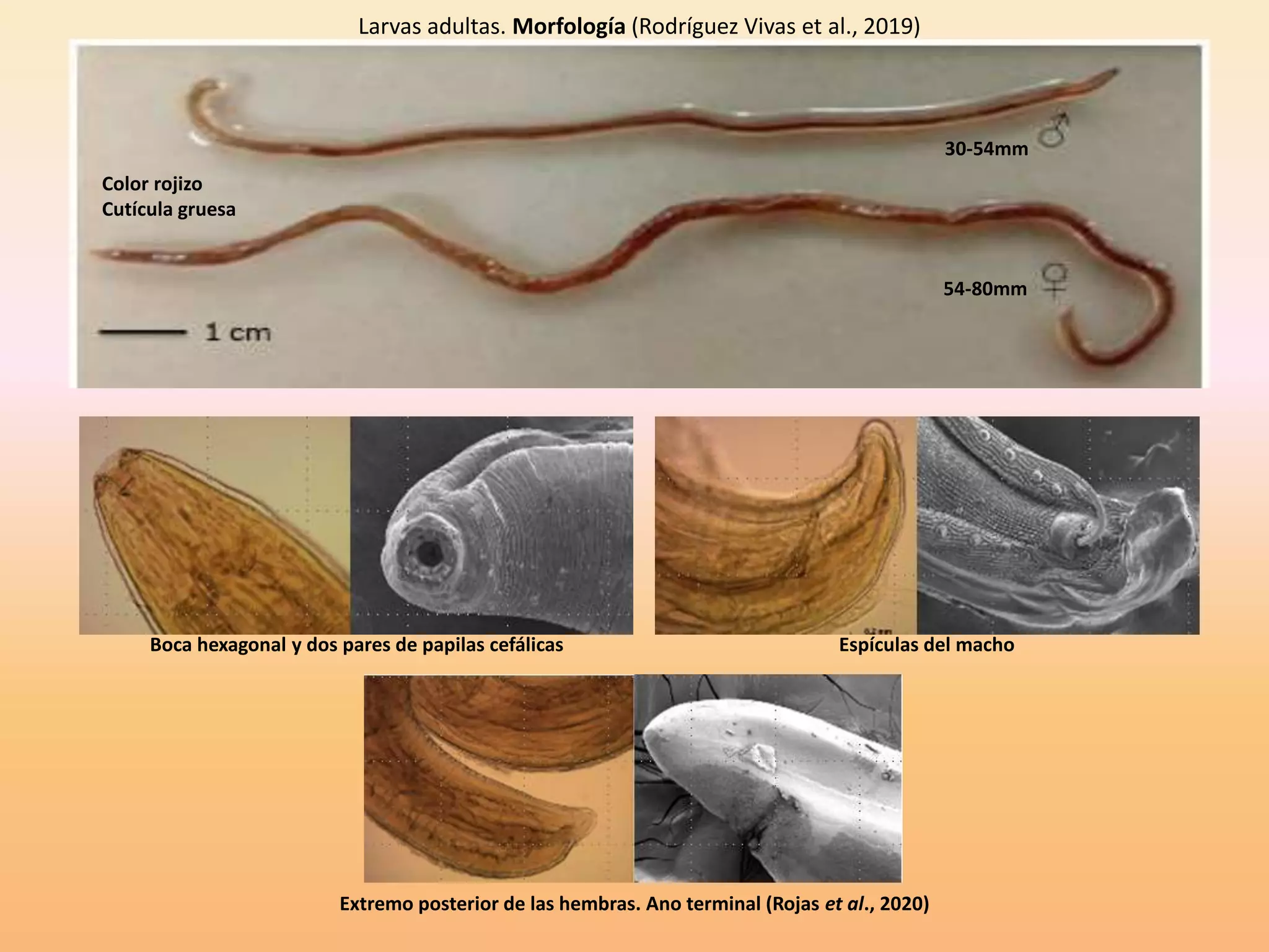 Spirocerca lupi ciclo vida 1 | PPSX