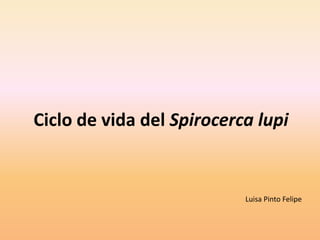Spirocerca lupi ciclo vida 1 | PPSX