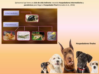 Spirocerca lupi ciclo vida 1 | PPSX