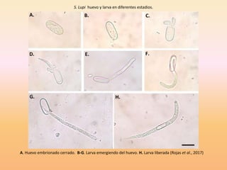 Spirocerca lupi ciclo vida 1 | PPSX