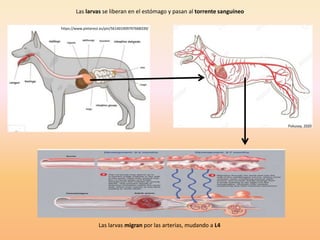 Spirocerca lupi ciclo vida 1 | PPSX