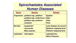 SPIROCHAETAL INFECTION in orthopaedics.pptx